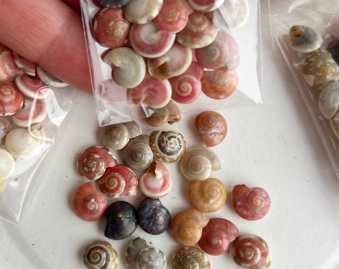 Sea Shells 20/40 Pcs Black Mini Shells Natural Sea Shells for Resin Decor Sea Shell Decor ...