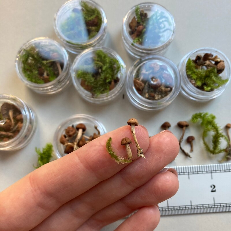 Miniature Mushroom - Etsy