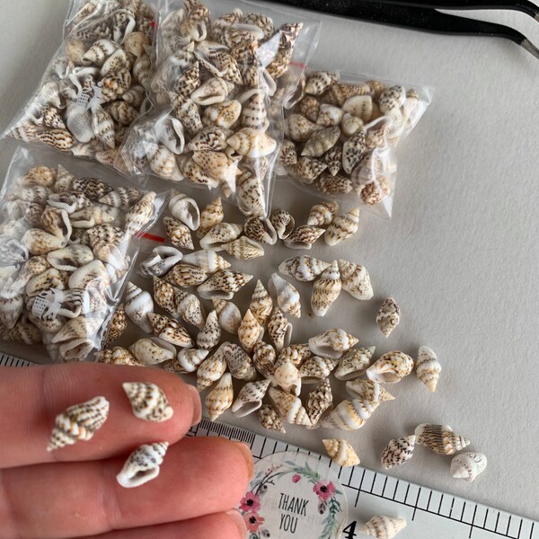 Sea Shell Decor - Etsy