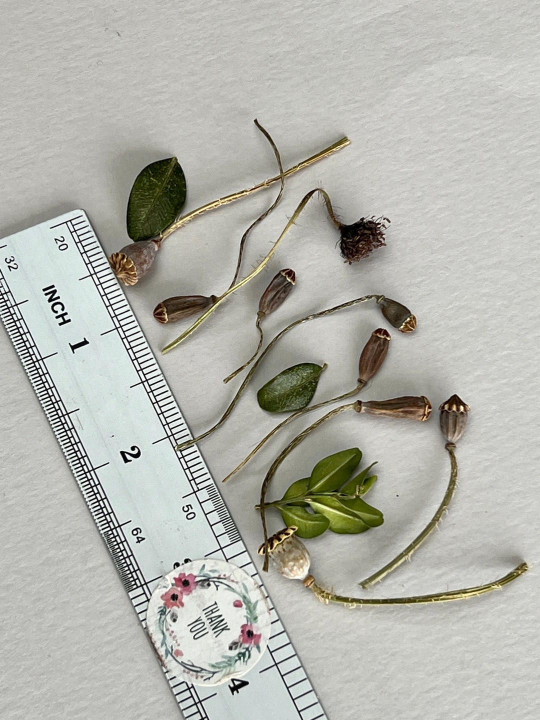 10 Dried Poppy Flowers for Resin Jewelry Florist Supply Dried Flowers ...