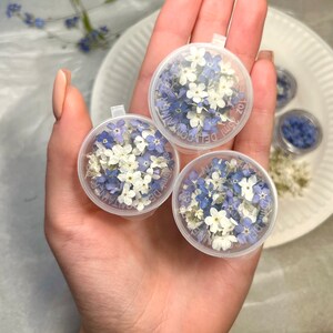 Dried Forget Me Nots White Blue Forget Me Nots Dry Mix Blue - Etsy