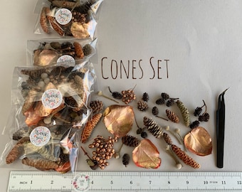 Forest Mix Box Forest Finds Box Woodland Decor Set Craft - Etsy