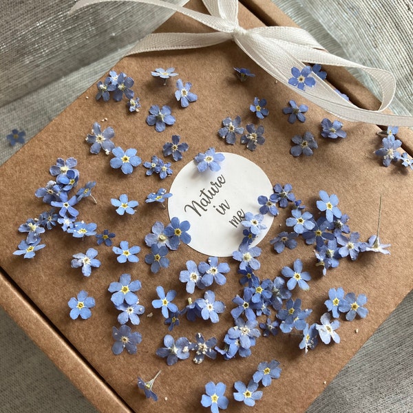 Dried Forget Me Not - Etsy