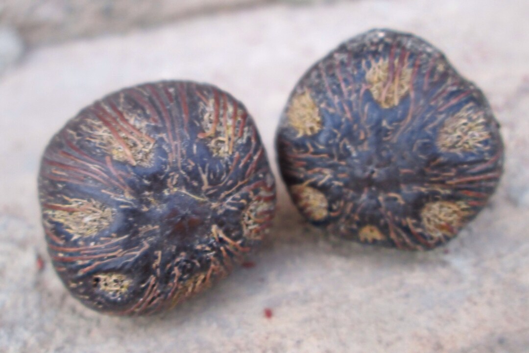 Set of Two Extremely Rare 6 EYE Ikin IFA With 6 IKIN Eyes for ...