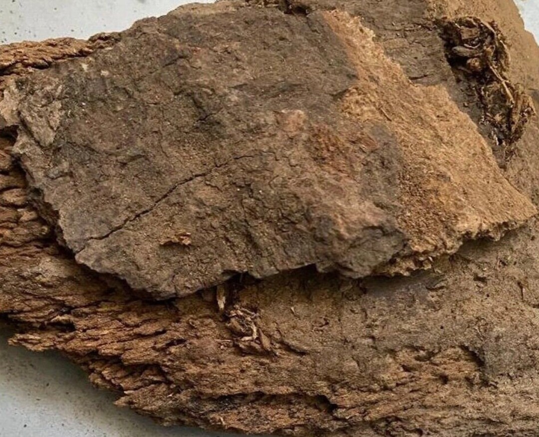 10 Grams Genuine IGI NLA NNUNU Ebe, Asorin Tree Bark (ficus Platyphylla ...