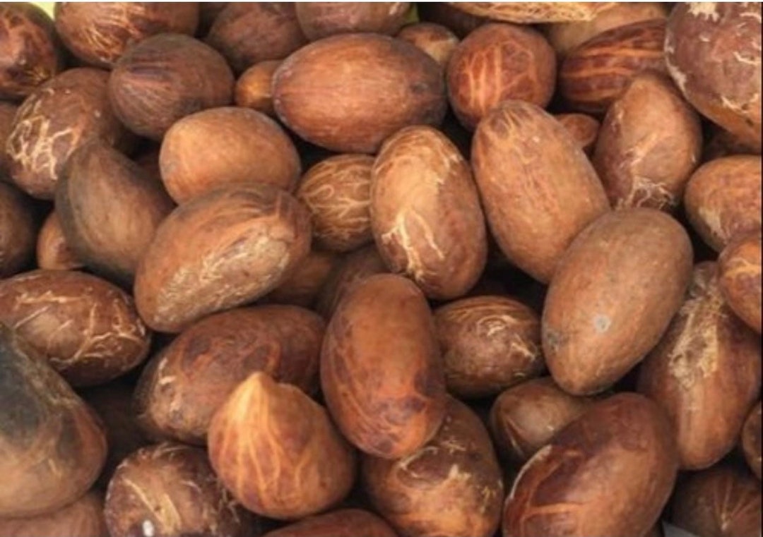 1/4LB Fresh Hand Picked Bitter Kola 4.oz in Stock Ready to Ship - Etsy