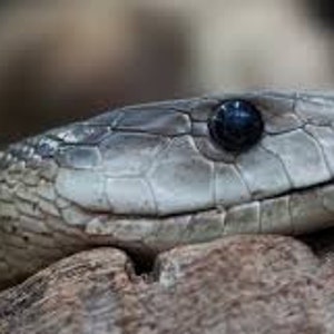 RARE Dried Ori Agbadun, Ori Sebe (snake Head) for Ifa From Yoruba Land ...