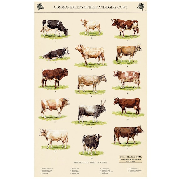 Cattle Identification Chart Dairy Cattle Illustration Stock Vector.