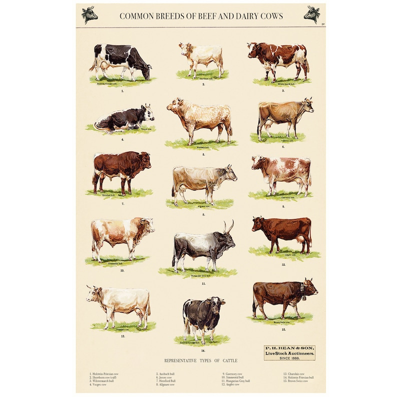 Common Breeds of Beef and Dairy Cows Chart Vintage Poster - Etsy