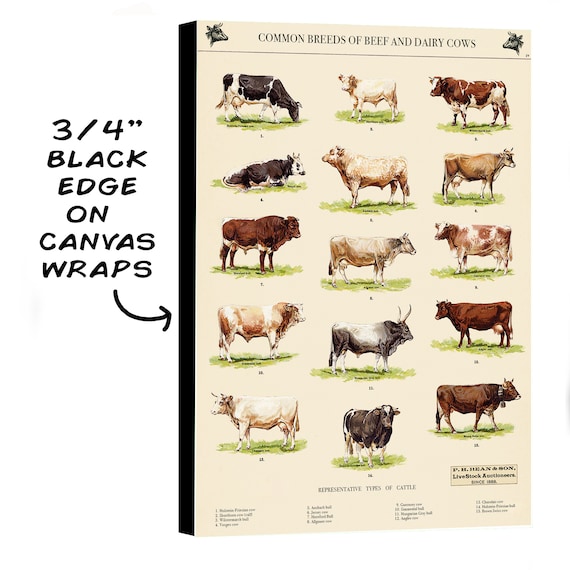 Different Types Of Beef Cattle