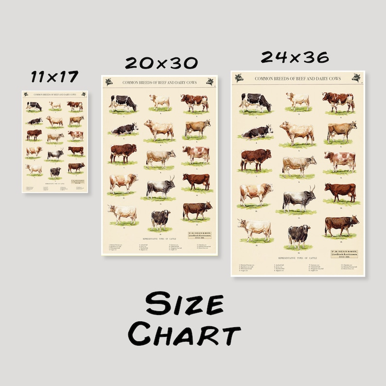 Common Breeds of Beef and Dairy Cows Chart Vintage Poster - Etsy