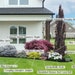 Ready-made Zone 5-7 Landscape Design, Purple Fountain Weeping Beech ...