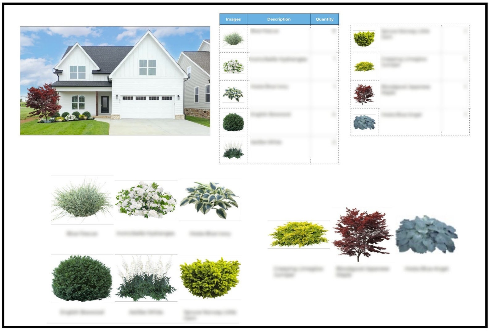 Bloodgood Japanese Maple: Zone 5-9 Front Yard Design - Instant Charm ...