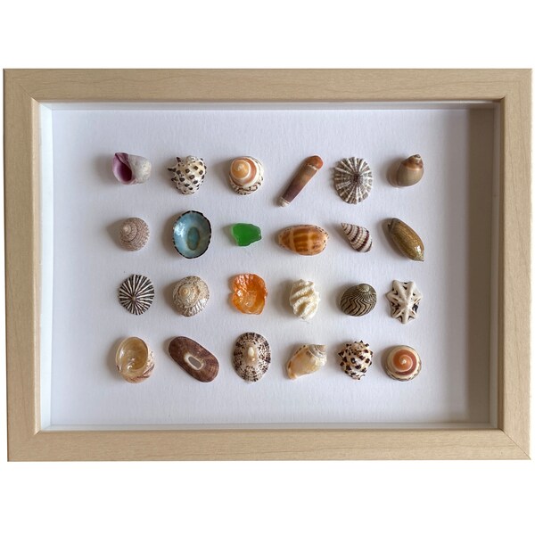 Seashell Shadow Box - Etsy