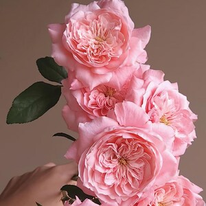Rose Mikoto US Seller 美琴 1 Gallon - Etsy
