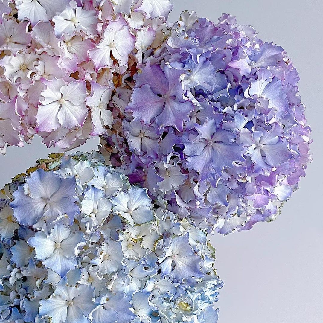 Rare Hydrangea Leon Rooted Plant USA Seller 0.8gal 莱昂 - Etsy