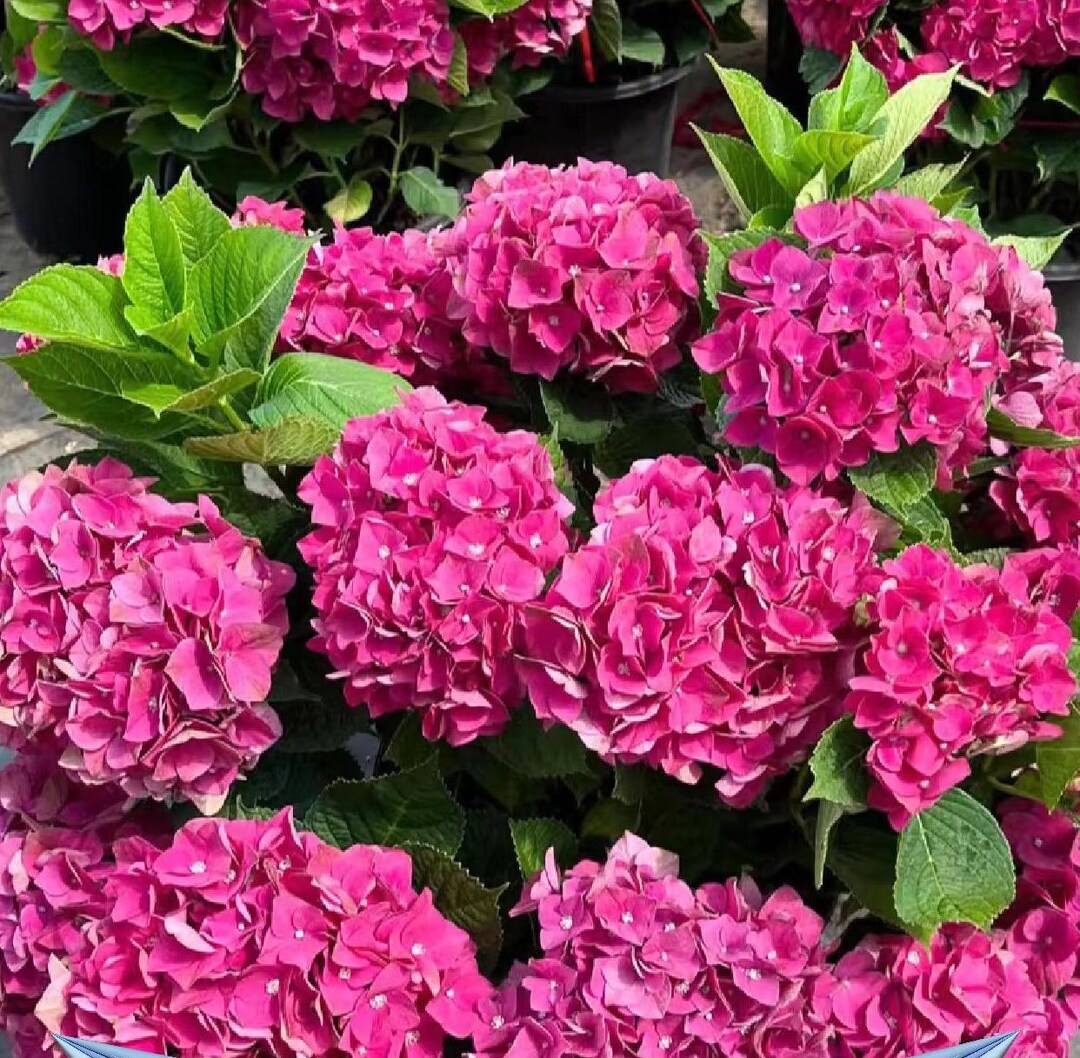 Rare Hydrangea Selma Rooted Plant USA Seller 0.8gal 赛尔玛 - Etsy