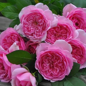 Rose Pompadour US Seller 庞巴度 1 Gallon - Etsy