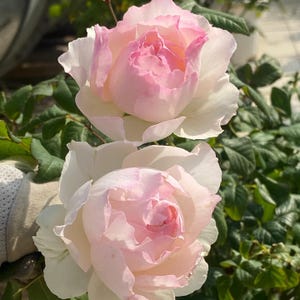 Rose M-perzik US Seller 佩尔朱克 1 Gallon - Etsy