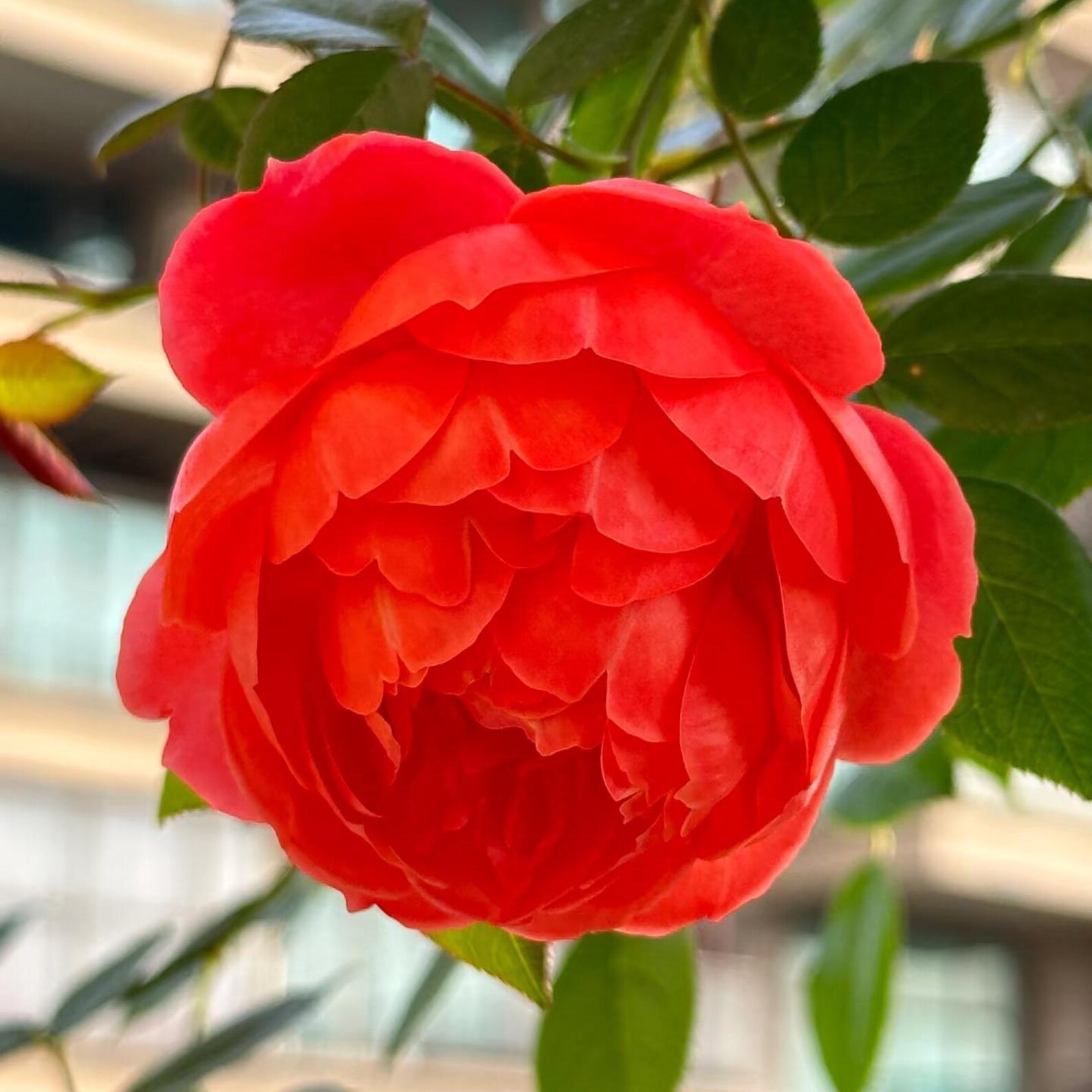 Rose Chi Yan US Seller 炽炎 1 Gallon - Etsy