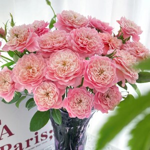Rose Mikoto US Seller 美琴 1 Gallon - Etsy