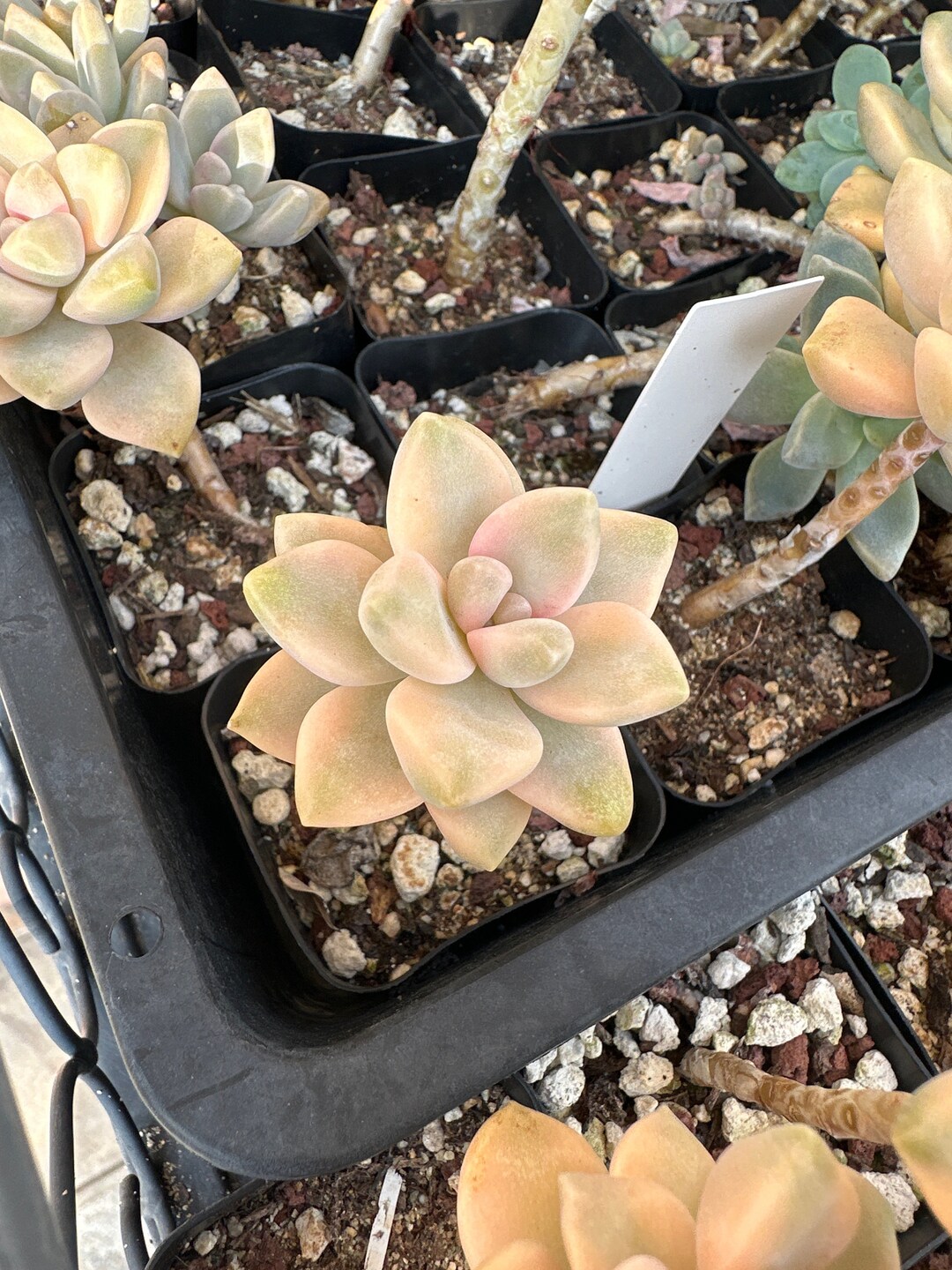 Rare Succulent Graptoveria Titubans Variegated - Etsy