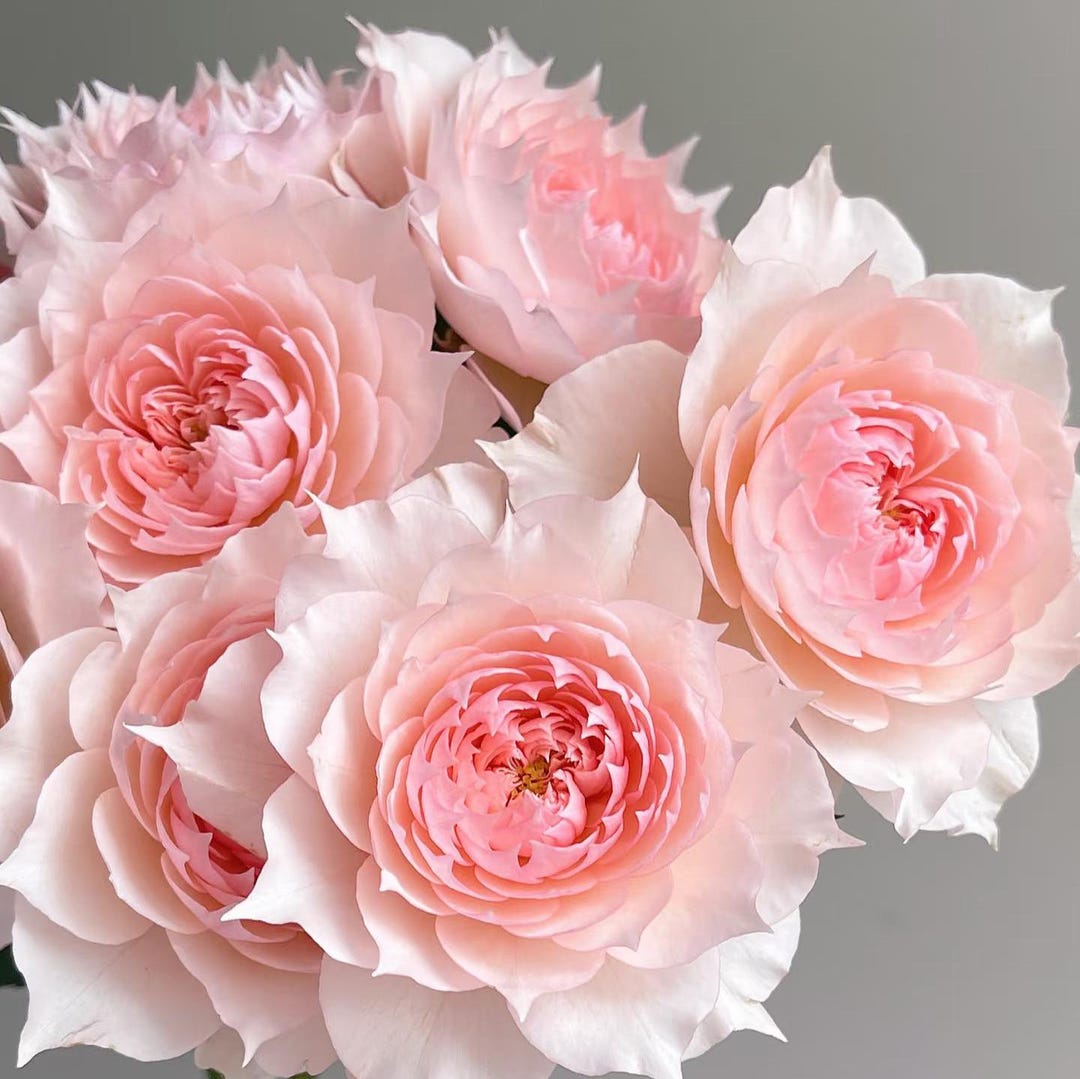 Rose Monica Davi US Seller 莫妮卡戴维 1 Gallon - Etsy