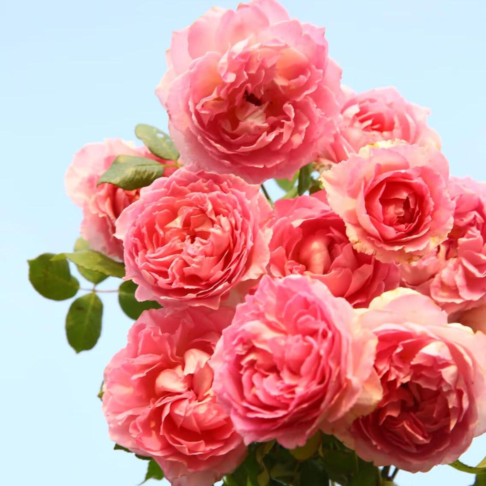 Rose Silk Garment US Seller 罗衣 1 Gallon - Etsy