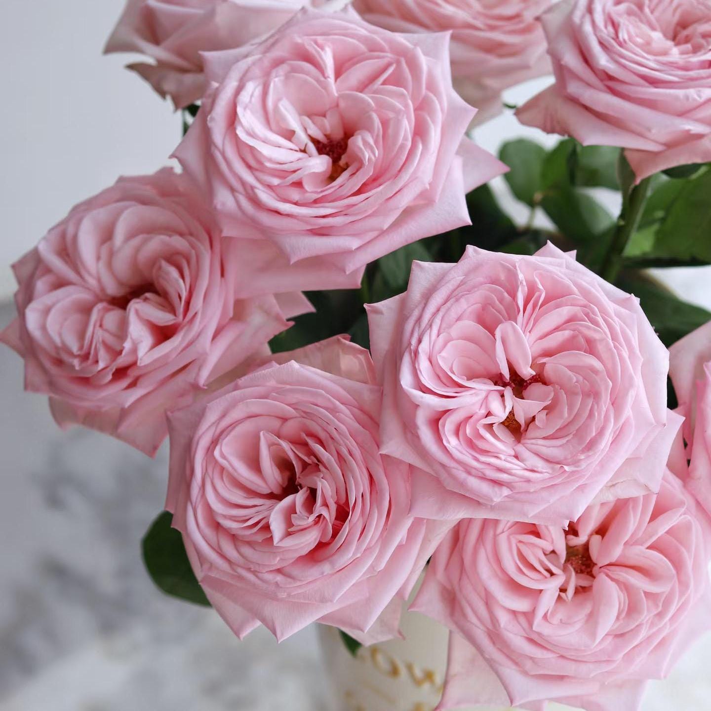 Rose Pink O'hara US Seller 粉荔枝 - Etsy