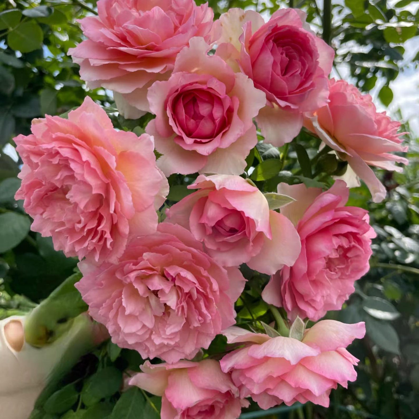 Rose Silk Garment US Seller 罗衣 1 Gallon - Etsy