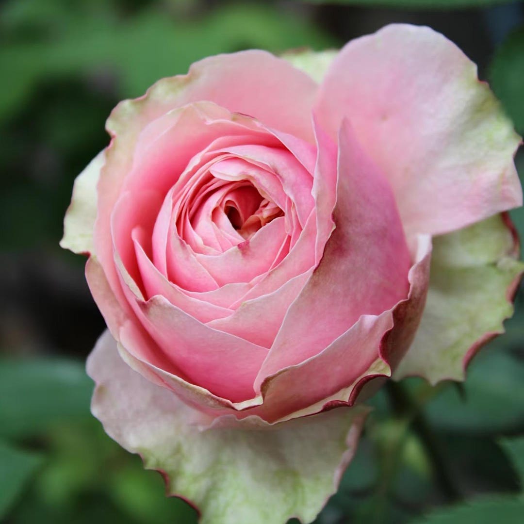 Rose Godfather US Seller 教父 1 Gallon - Etsy