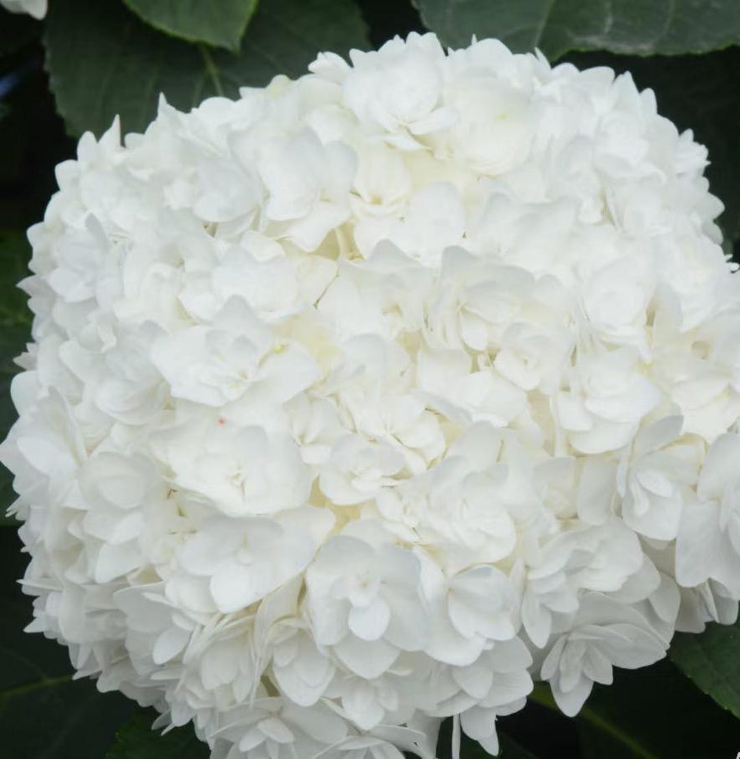 Rare Hydrangea Macrophylla Princess Anne フリンセスアン 安妮公主 L - Etsy