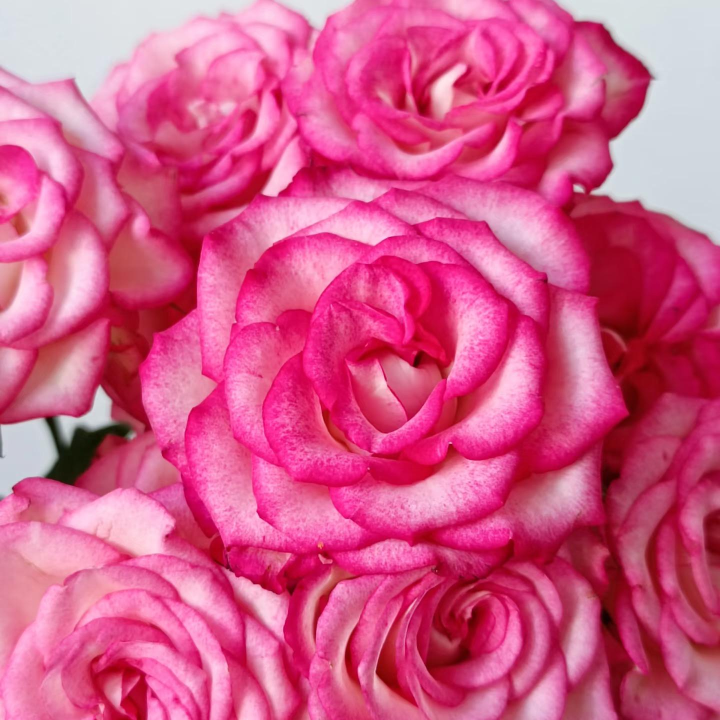 Rose Silk Garment US Seller 罗衣 1 Gallon - Etsy