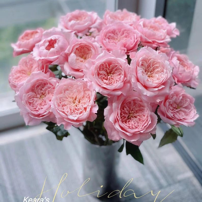 Rose Mikoto US Seller 美琴 1 Gallon - Etsy