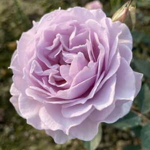 Rose Jise US Seller 霁色 1 Gallon - Etsy