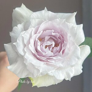 Rose Saphiret US Seller 莎菲天使 1 Gallon - Etsy