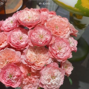 Rose Mikoto US Seller 美琴 1 Gallon - Etsy