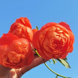 Rose Chi Yan US Seller 炽炎 1 Gallon - Etsy