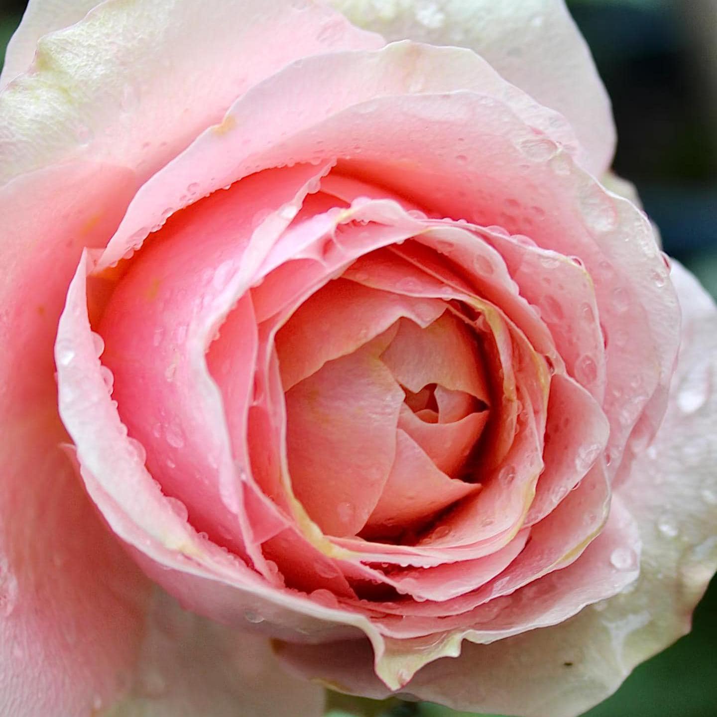 Rose Godfather US Seller 教父 1 Gallon - Etsy