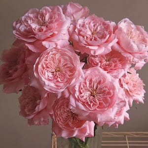 Rose Mikoto US Seller 美琴 1 Gallon - Etsy