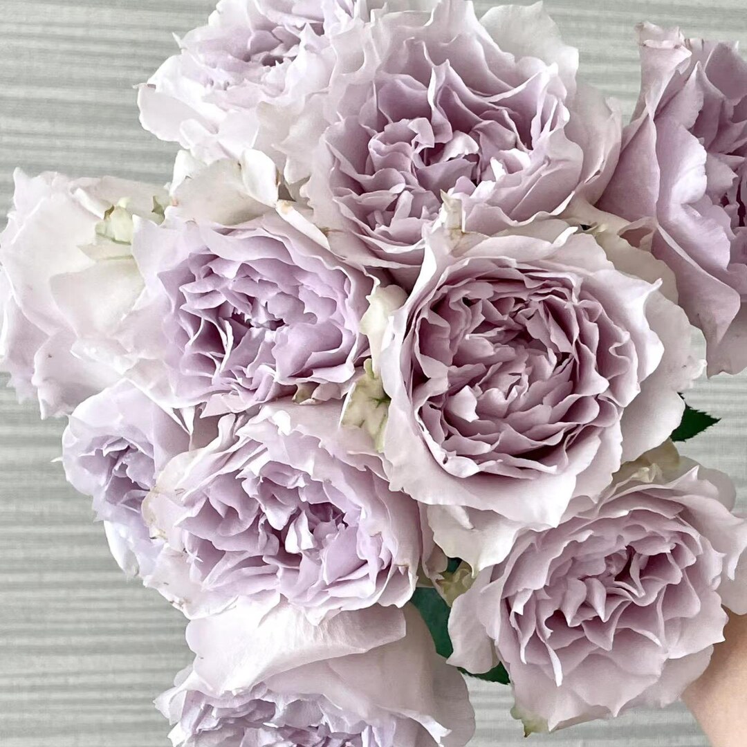 Rose Saphiret US Seller 莎菲天使 - Etsy