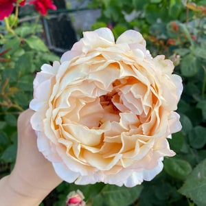 Rose Cream Yves Piaget US Seller 奶油伊芙 1 Gallon - Etsy