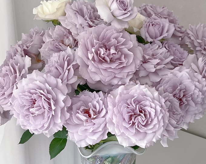 Rose Jise US Seller 霁色 1 Gallon - Etsy