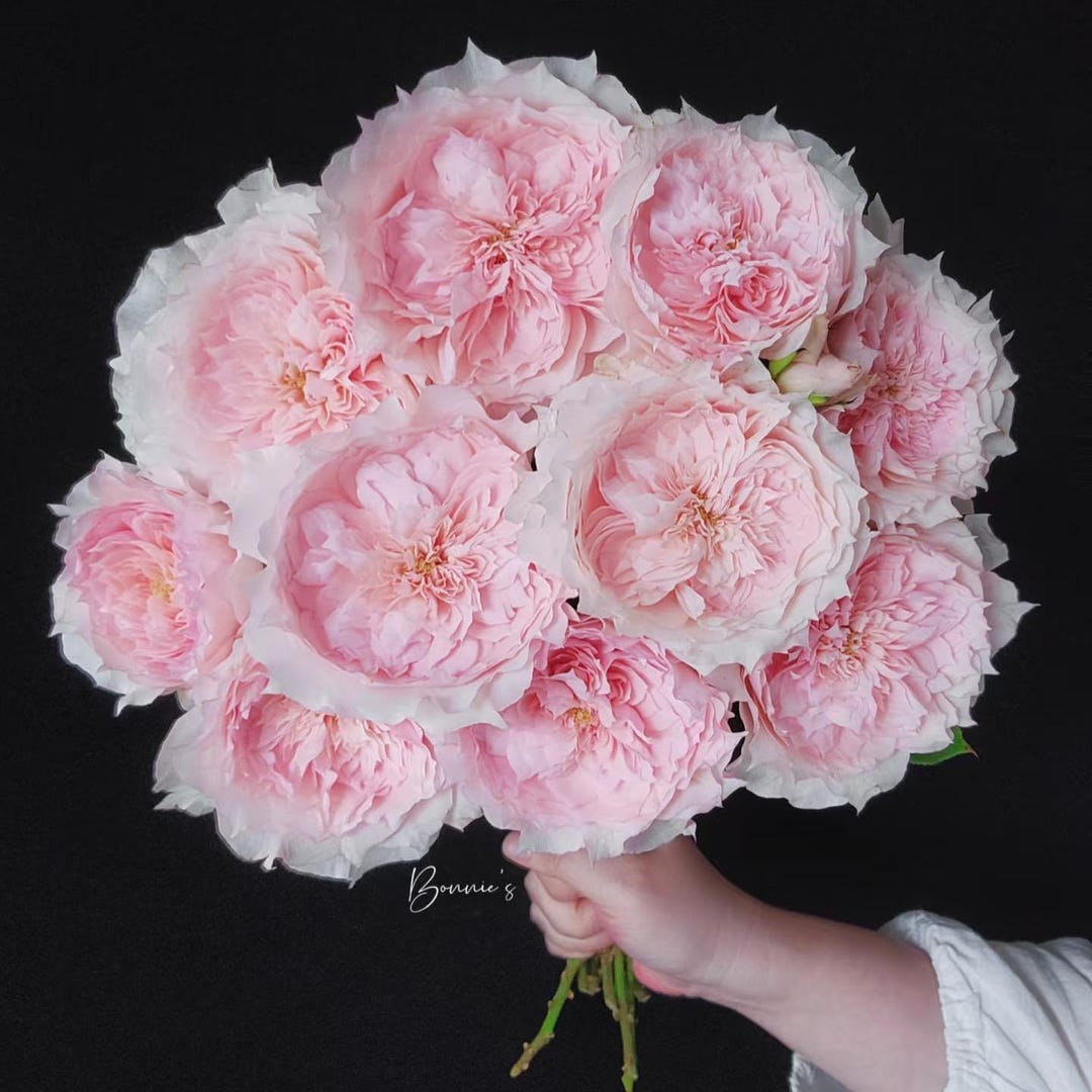 Rose Monique Darve US Seller 莫妮卡戴维 1 Gallon - Etsy