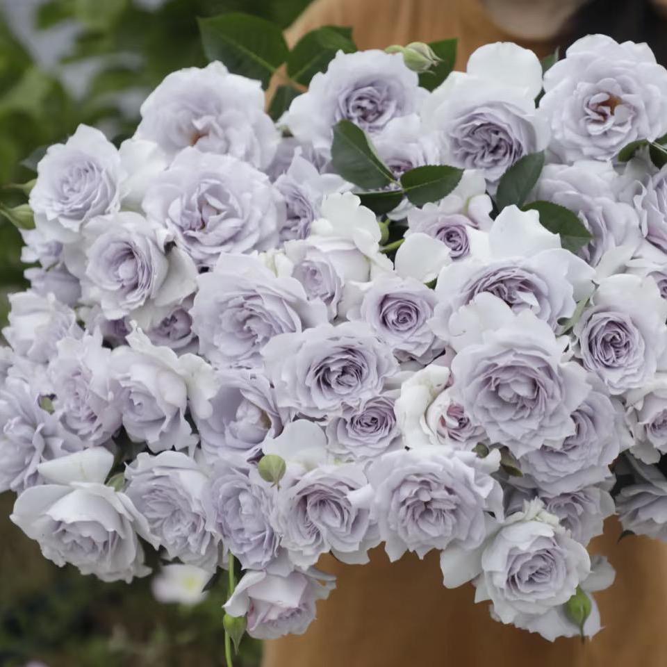 Rose Jise US Seller 霁色 1 Gallon - Etsy
