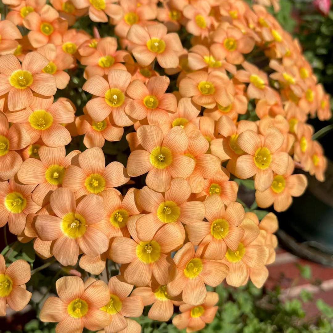 Oxalis Obtusa Fanta PLANT IN SEP - Etsy