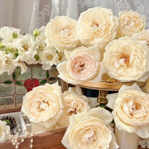 Rose Cream Yves Piaget US Seller 奶油伊芙 1 Gallon - Etsy