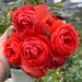 Rose Chi Yan US Seller 炽炎 1 Gallon - Etsy