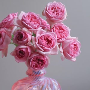 Rose Pompadour US Seller 庞巴度 1 Gallon - Etsy