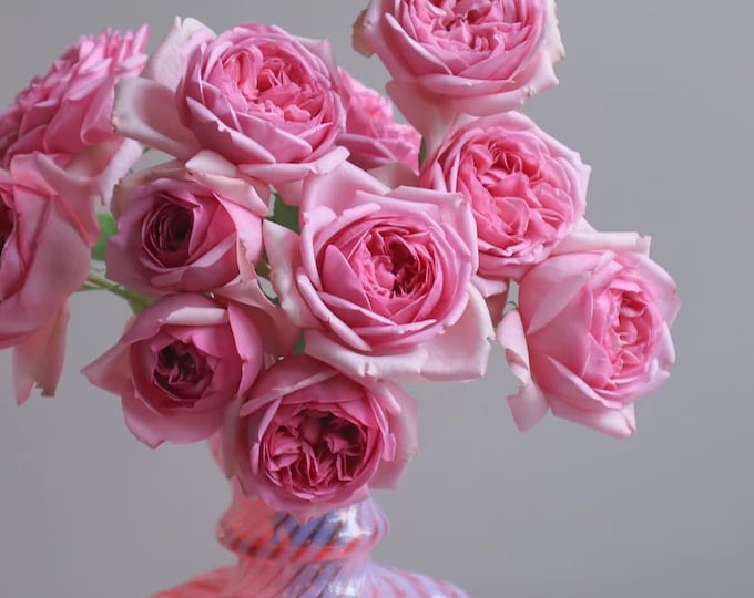 Rose Pompadour.庞巴度 France Rose.nonstop Blooming. Fragrance. Live Plant ...